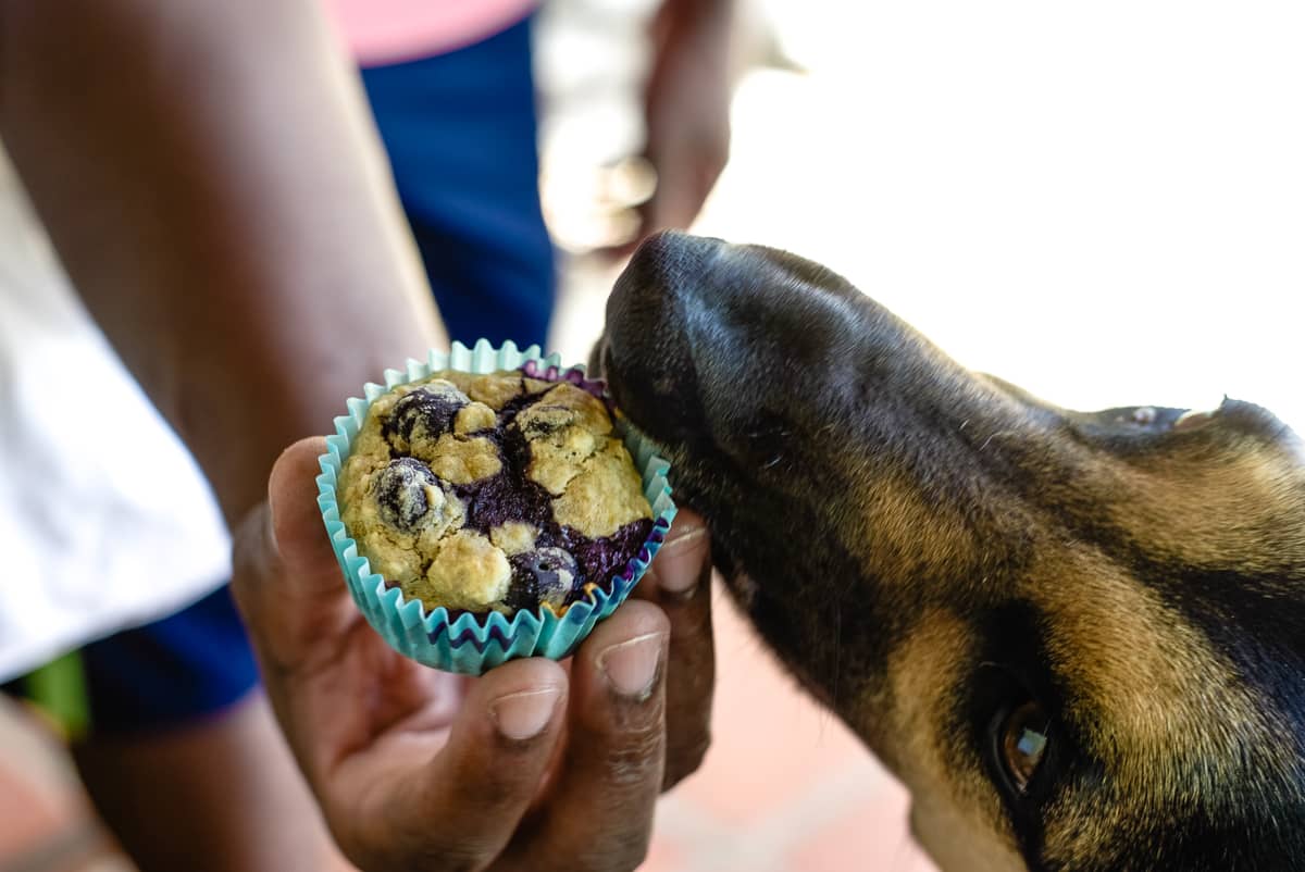 Homemade Blueberry Dog Muffins