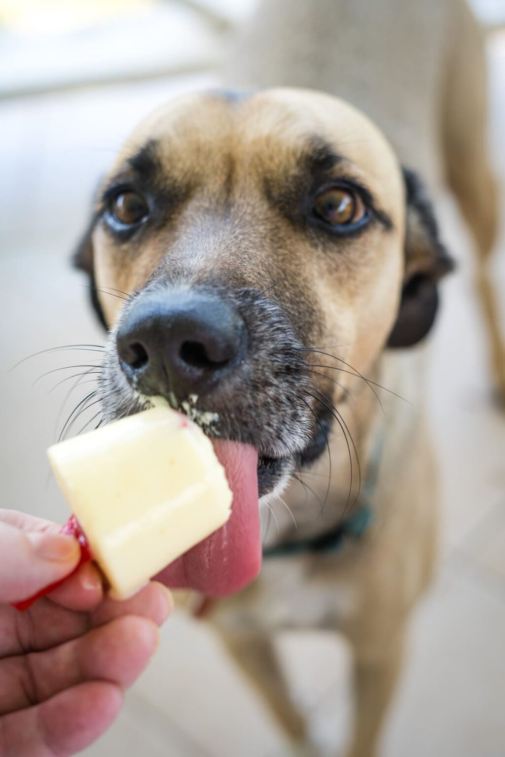 Pineapple Pupsicles