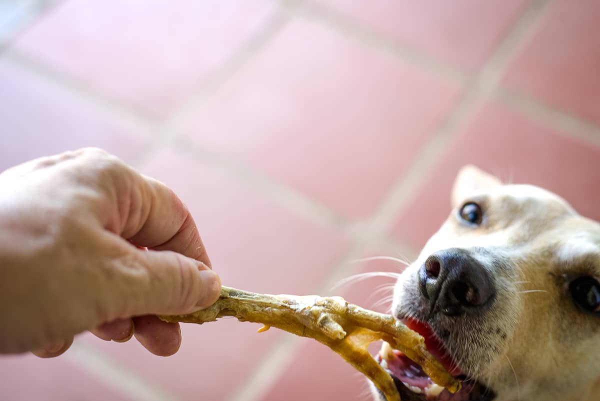 Air Fryer Chicken Feet for Dogs