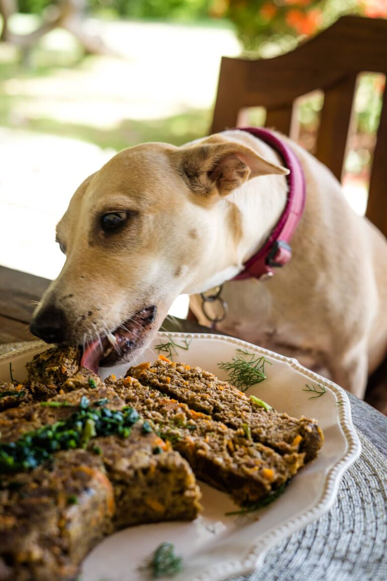 Lamb Meatloaf Recipe for Dogs