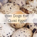 Can Dogs Eat Quail Eggs?