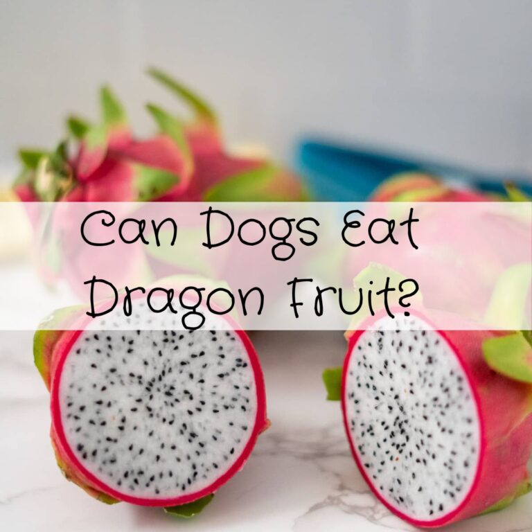 Can Dogs Eat Quail Eggs? - Pawsome Recipes