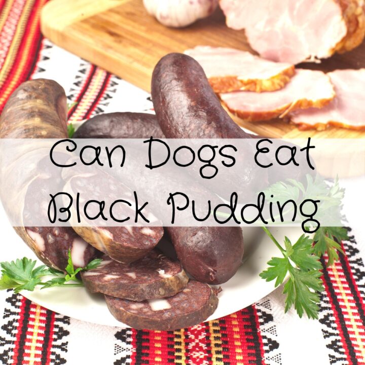 Can Dogs Eat Quail Eggs?