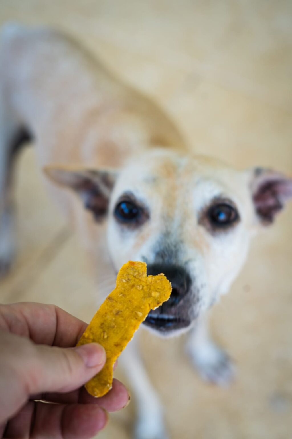 Sweet Potato Dog Biscuits