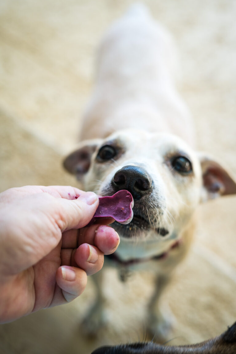 Frozen Blackberry Dog Treats