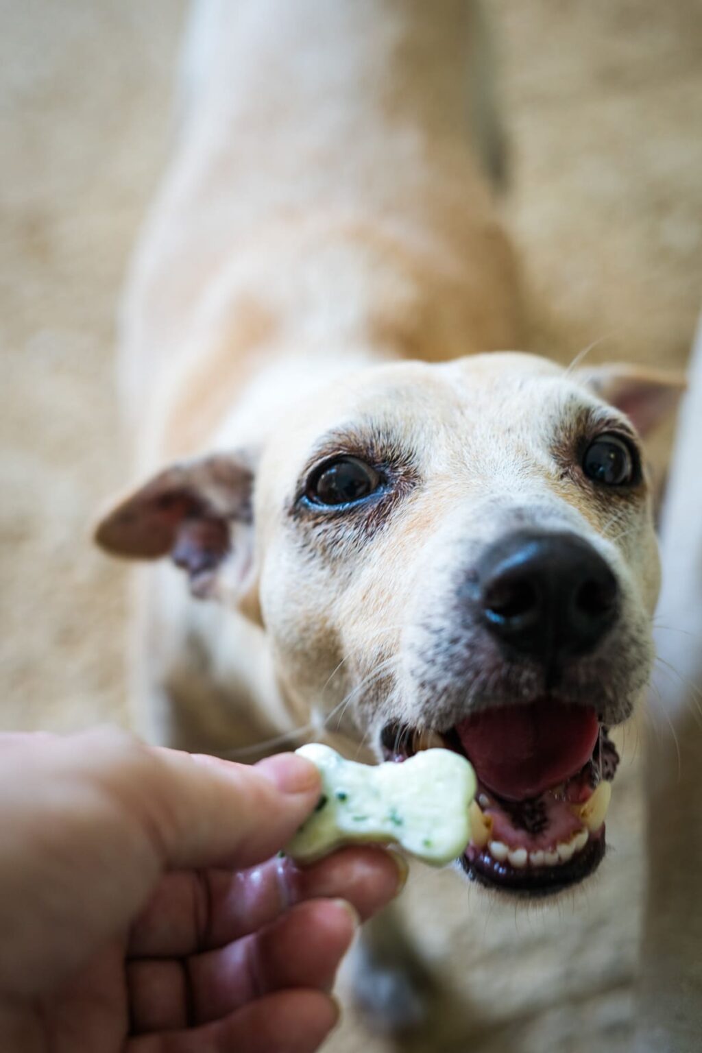 Frozen Cucumber Dog Treats