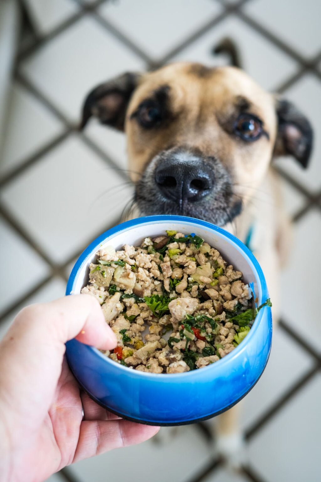 Pork & Vegetable Dog Food Recipe
