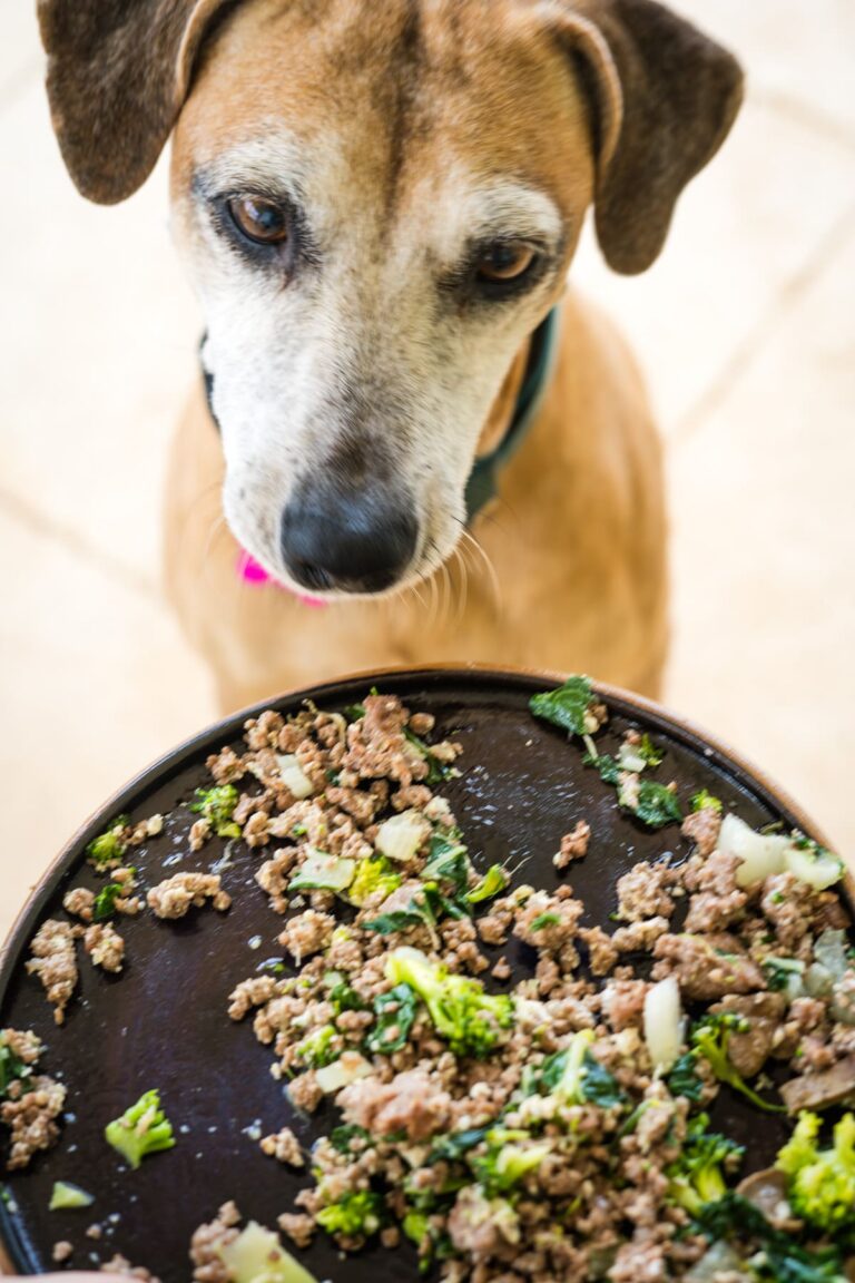 Stir Fry Ground Beef Recipe for Dogs