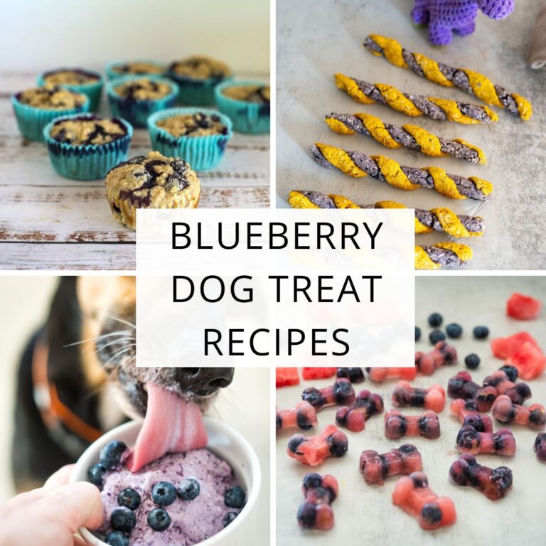 8 Blueberry Dog Treats Recipes