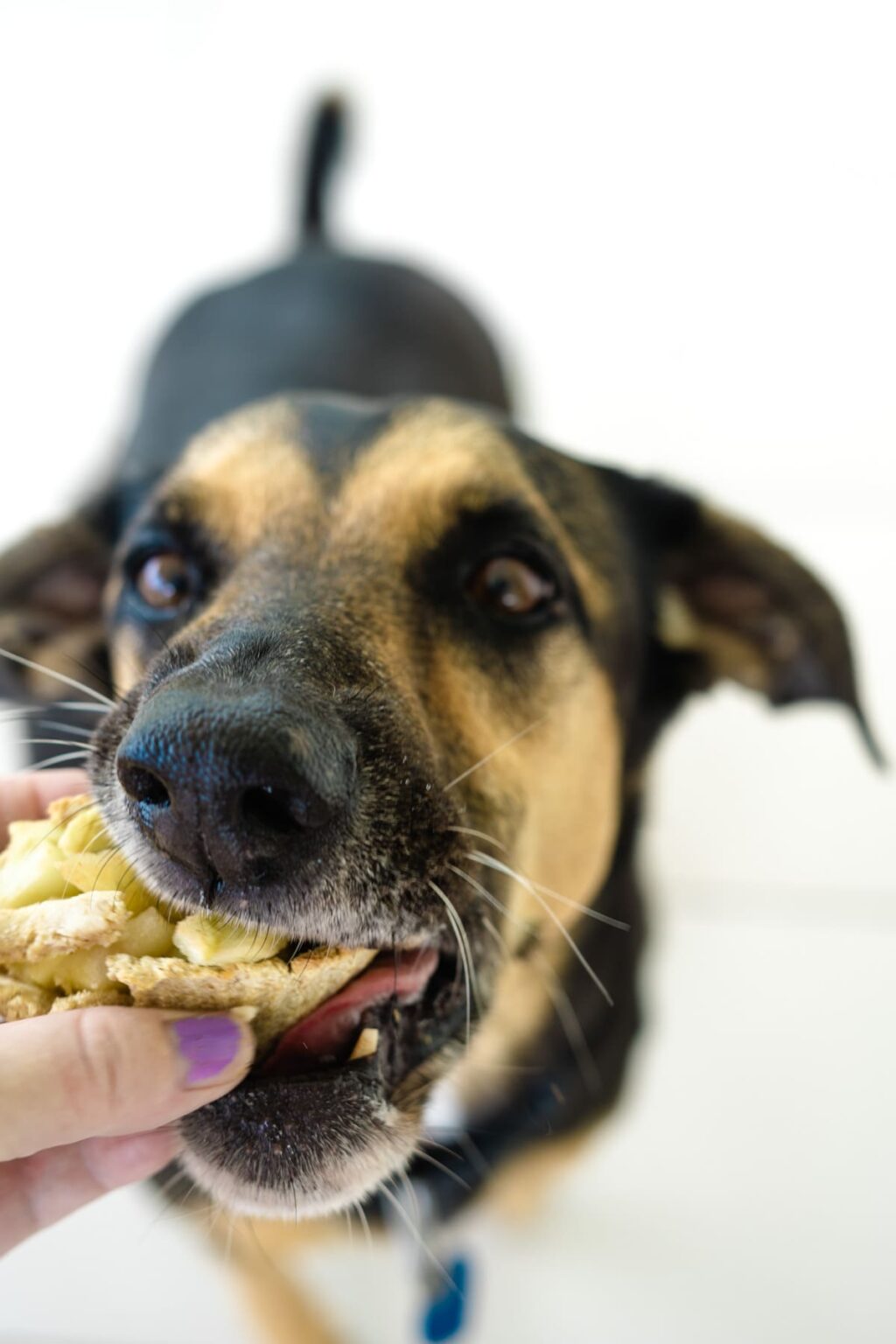 Apple Pie for Dogs