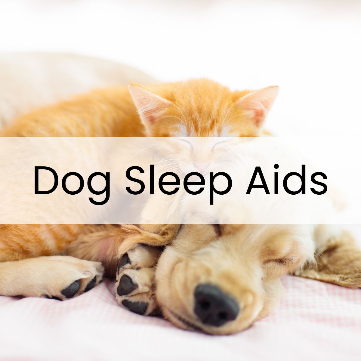 Dog Sleep Aids - Pawsome Recipes