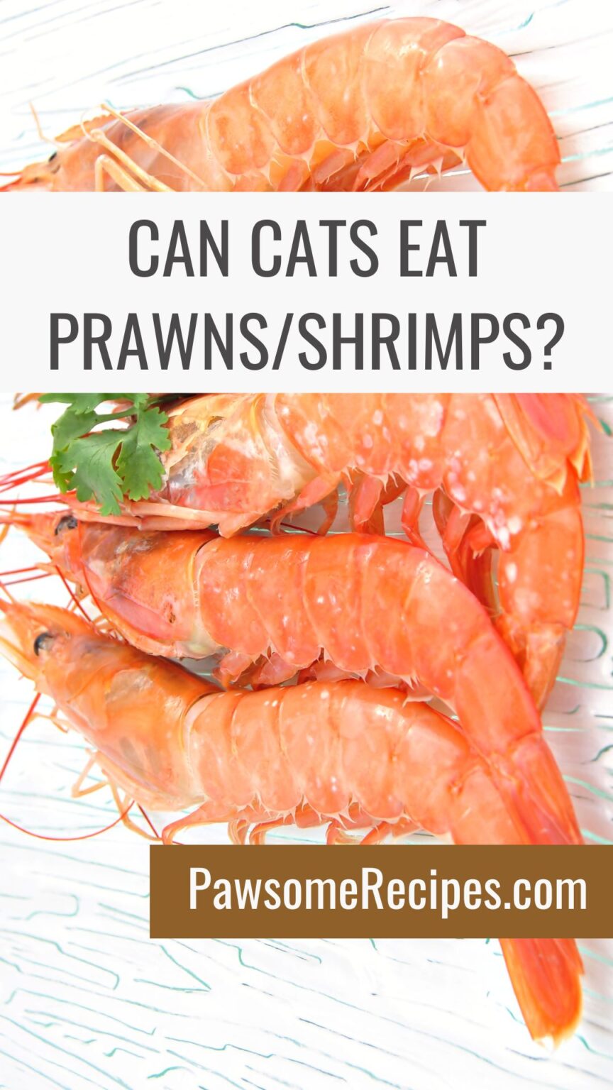 Can Cats Eat Prawns?