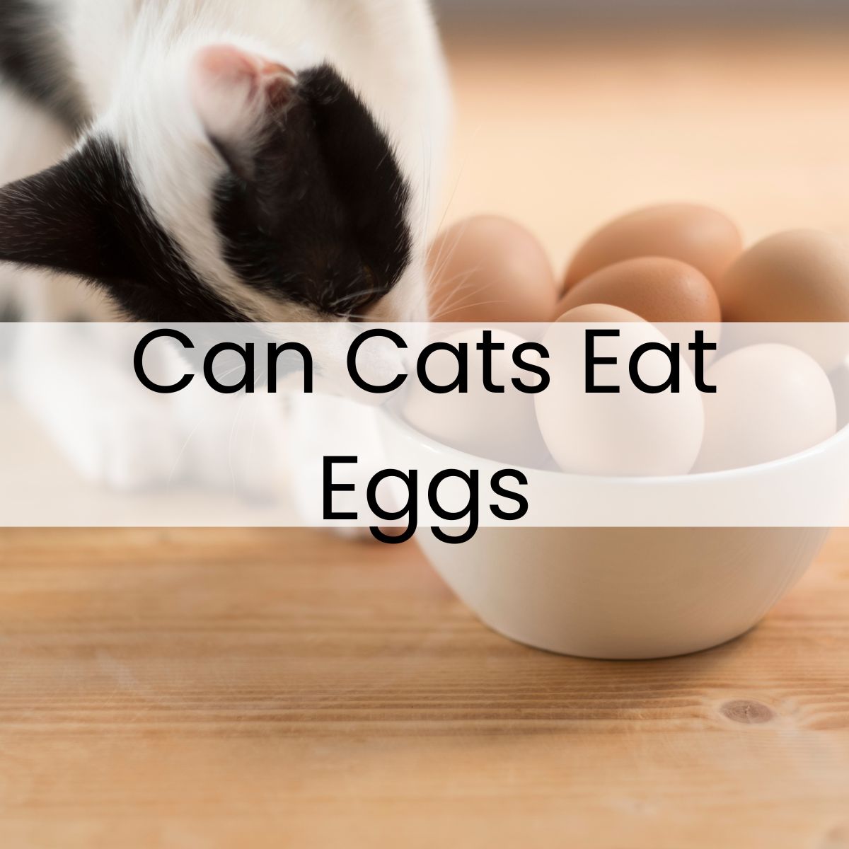 Can Cats Eat Eggs?
