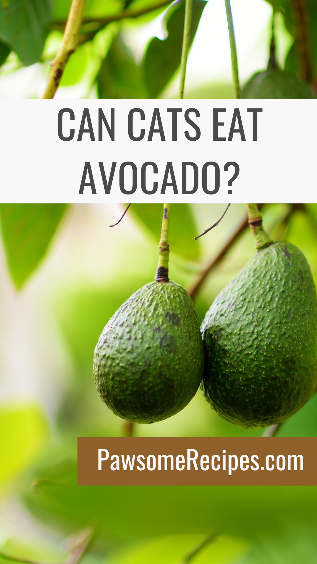 Can Cats Eat Avocado?