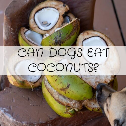 Can Dogs Eat Coconuts?