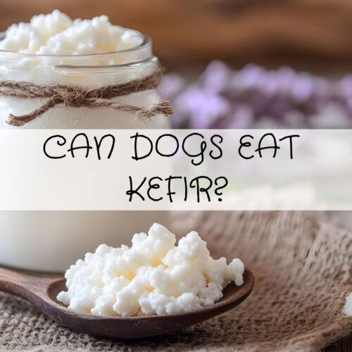Can Dogs Eat Kefir?